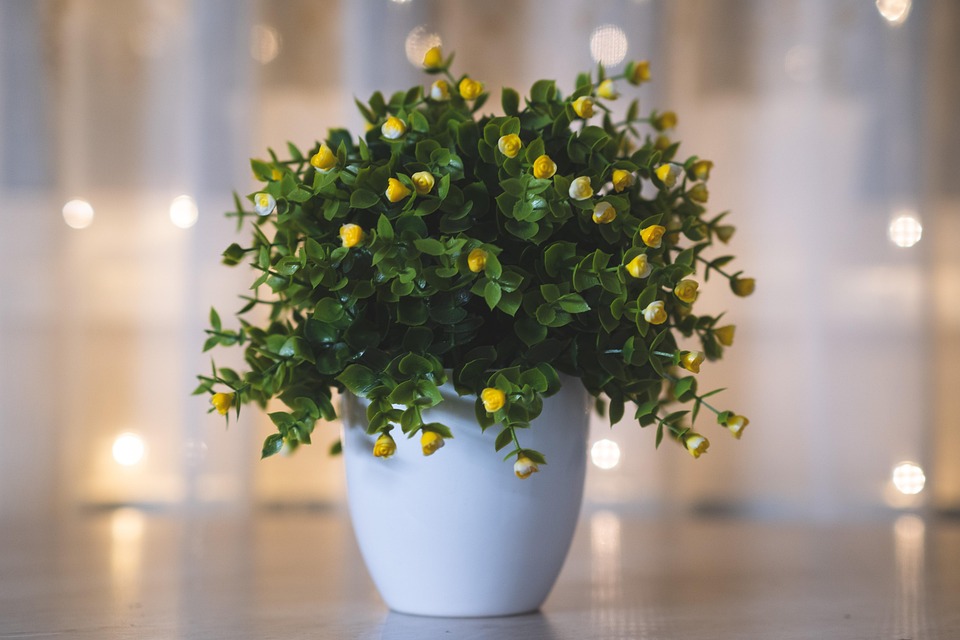 Flowers Plant Pot - Free photo on Pixabay