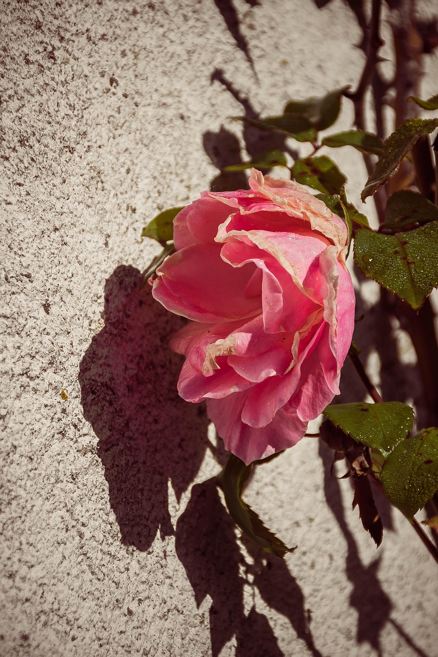 Rose Rosa - Free photo on Pixabay - Pixabay