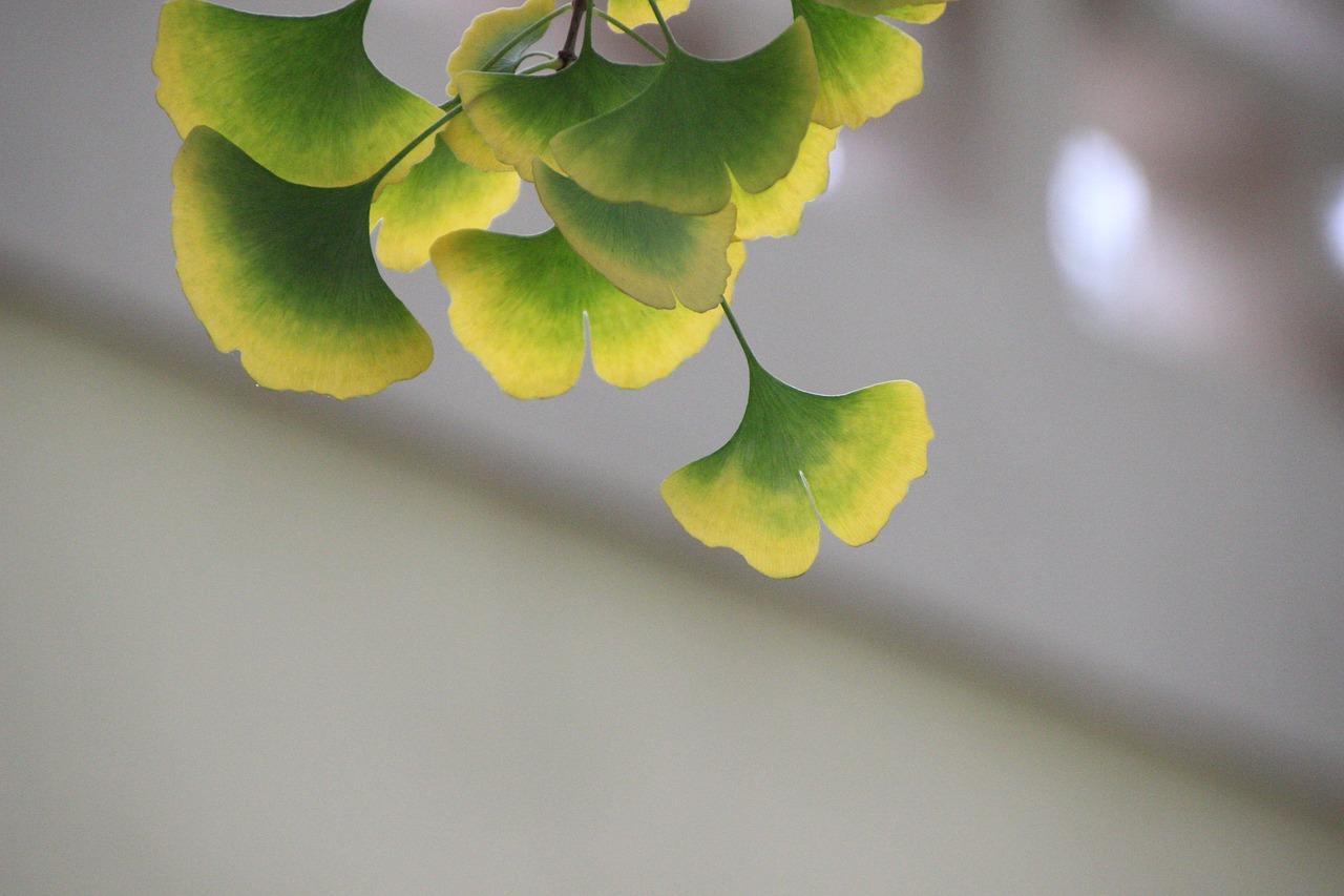 Gingko Leaves Plant Autumn - Free photo on Pixabay - Pixabay