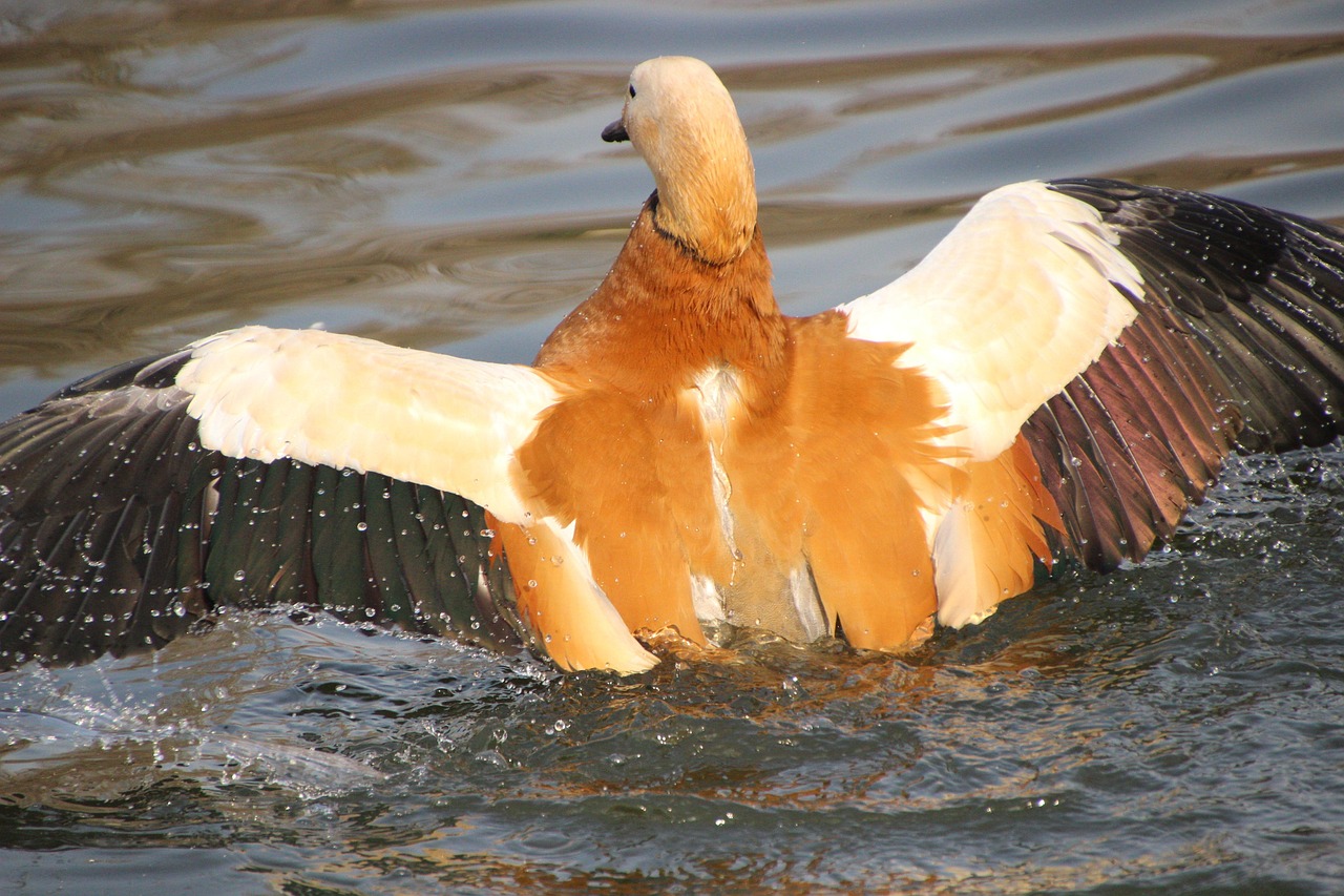 Ruddy Patos Shelduck Pájaro Pato - Foto gratis en Pixabay