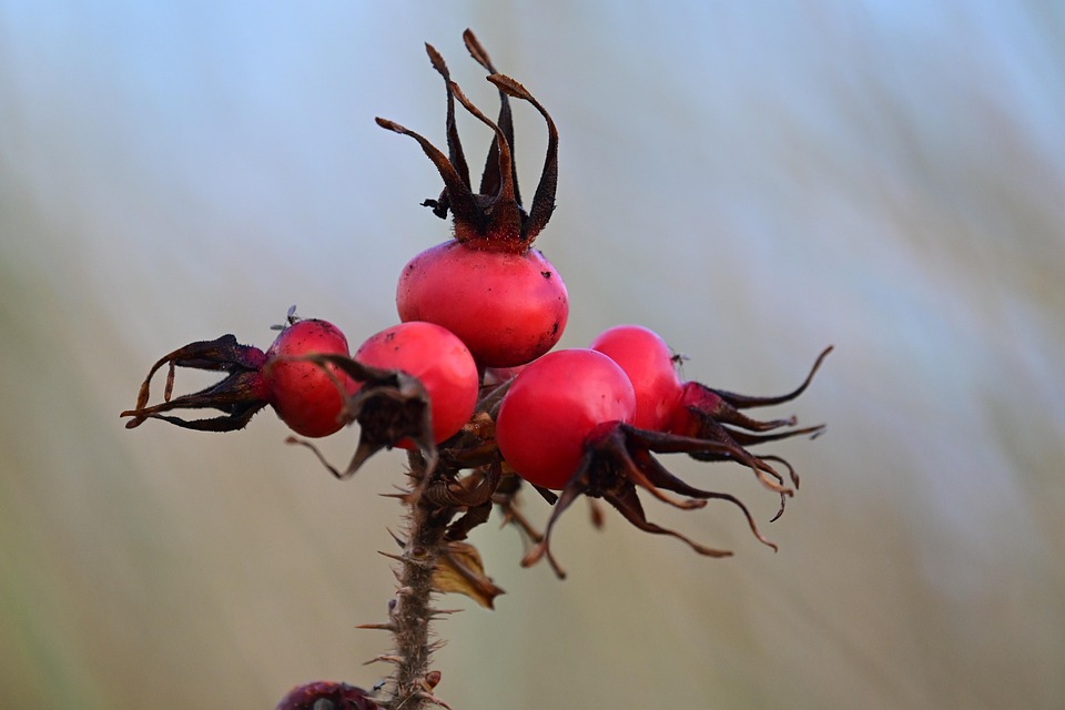 Rose Hip Fruits Plant - Free photo on Pixabay - Pixabay