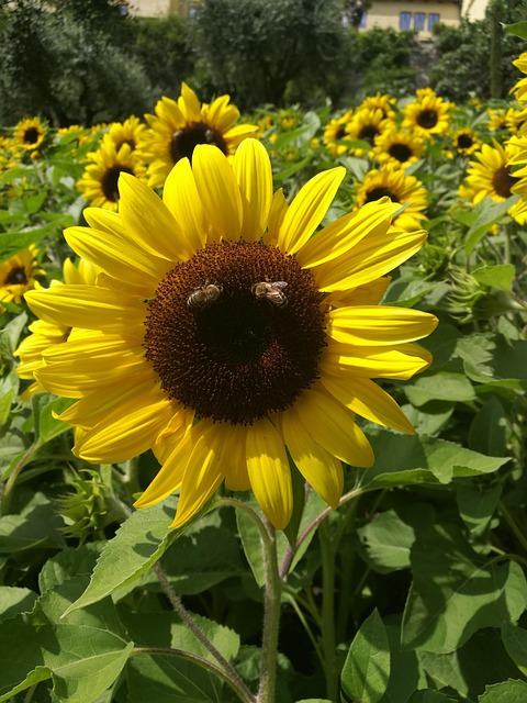 Sunflower Smile Sunflowers Field - Free photo on Pixabay - Pixabay