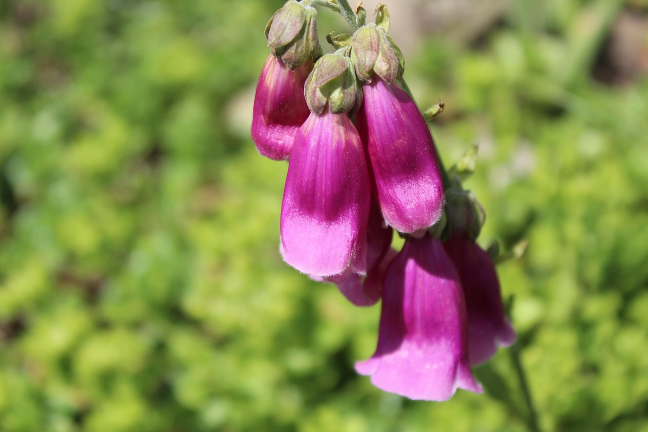 Cloche Nature Fleur - Photo gratuite sur Pixabay - Pixabay