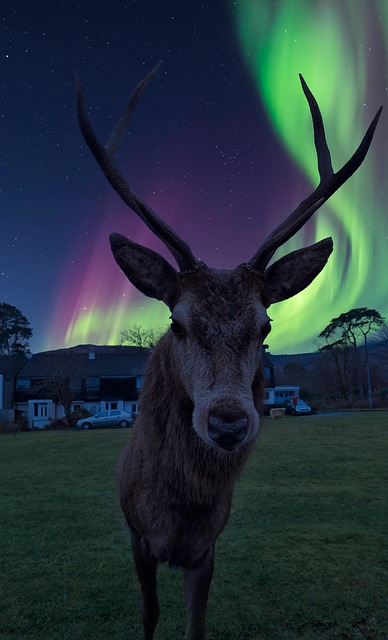 Stag Aurora Norther Lights Isle Of - Free photo on Pixabay - Pixabay