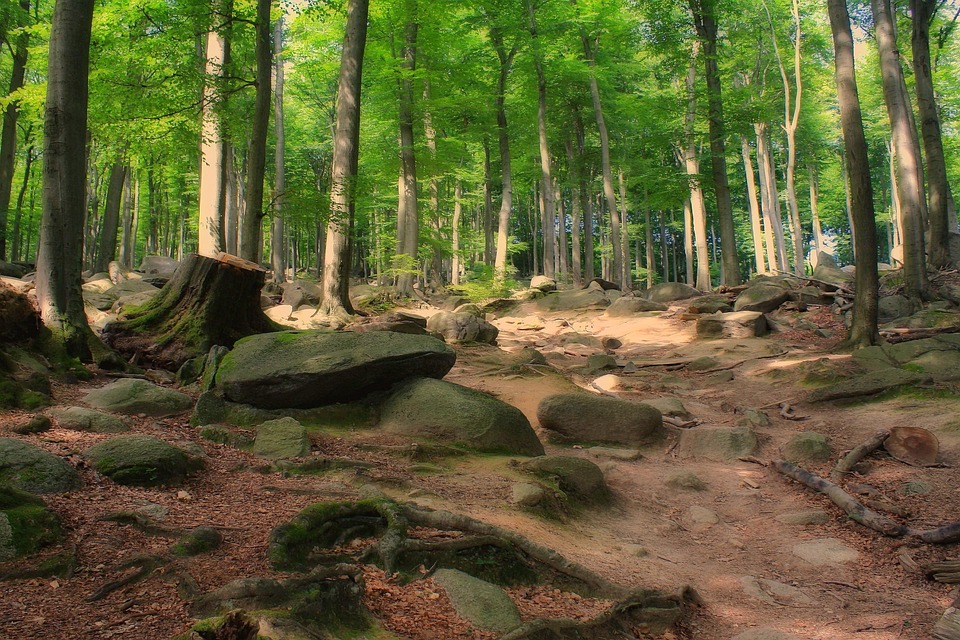 La Nature Forêt Des Pierres - Photo gratuite sur Pixabay - Pixabay
