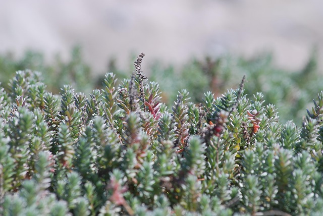 Vert Mauve - Photo gratuite sur Pixabay - Pixabay