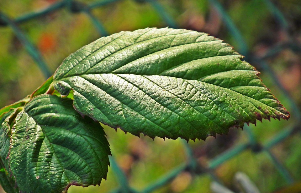 Leaves Foliage Plants - Free photo on Pixabay