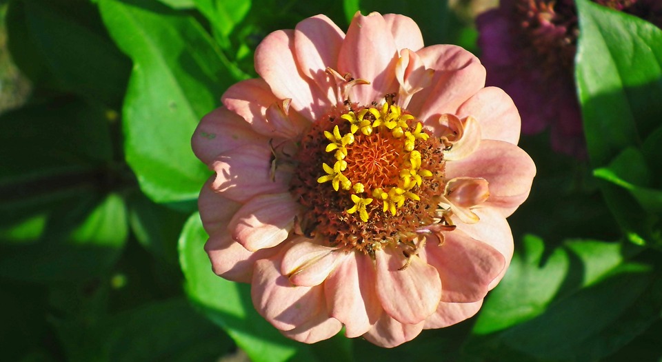 Zinnia Flor Rosa Pétalos De - Foto gratis en Pixabay