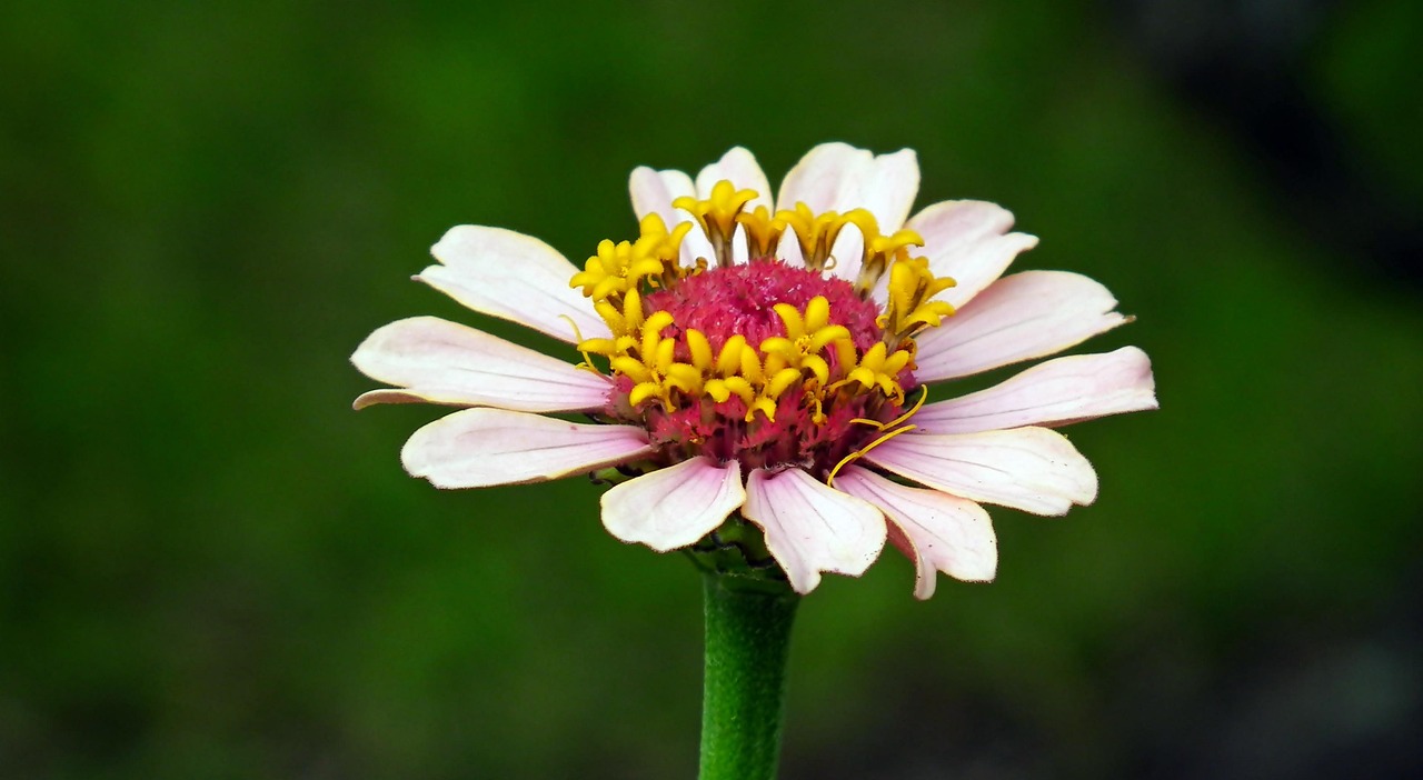 Zinnia Flor Polen - Foto gratis en Pixabay - Pixabay