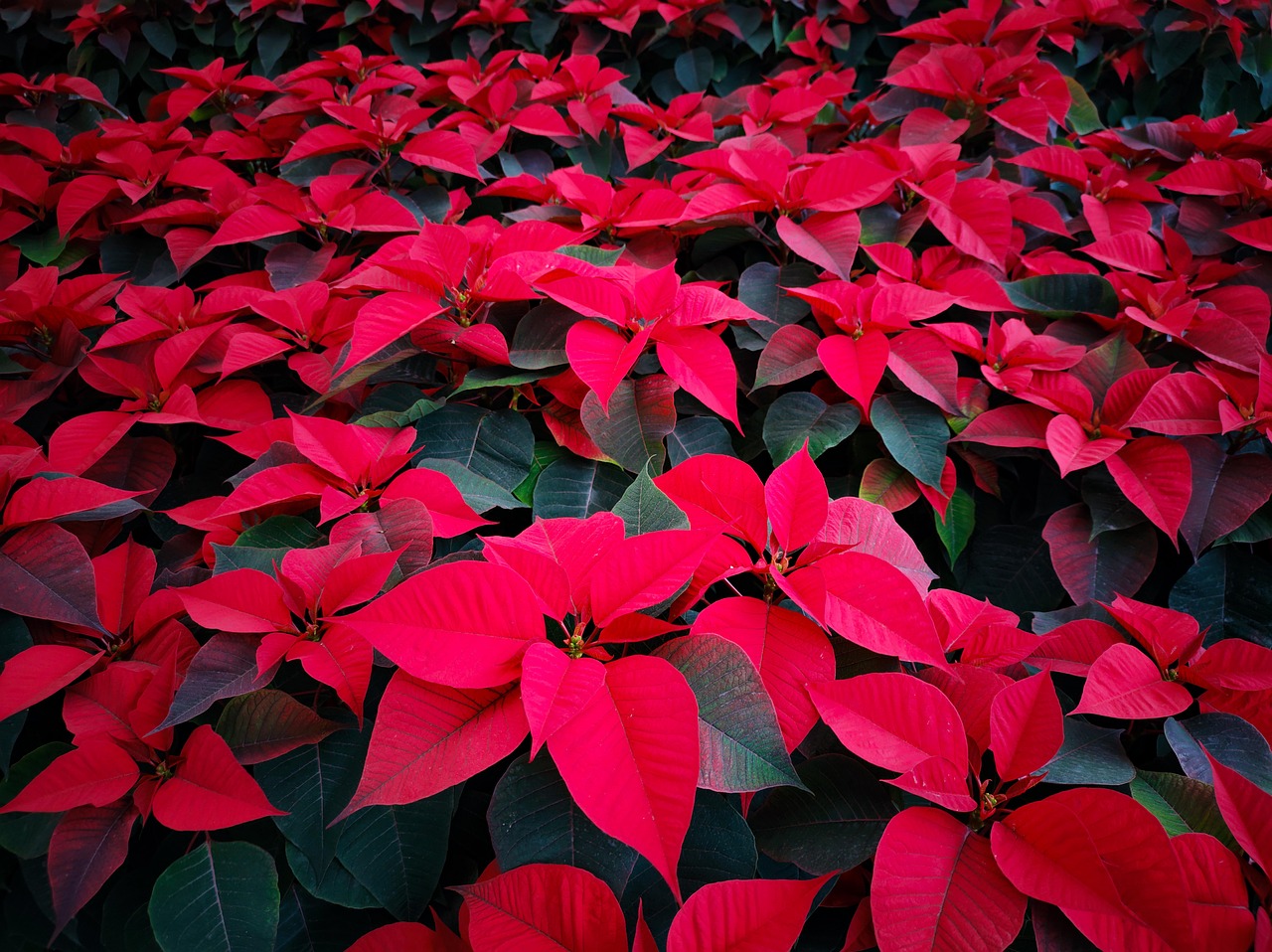 Boa Noite Natal Foto Gratuita No Pixabay Pixabay