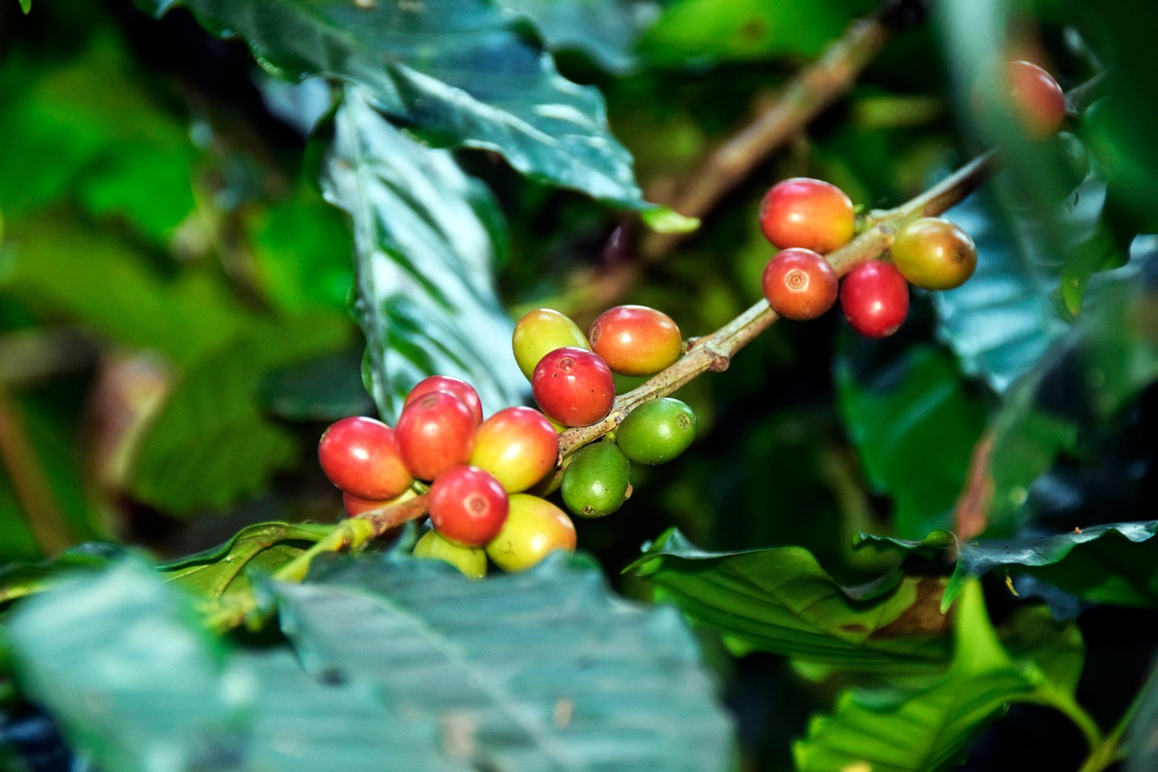 Café Frutas Vermelho - Foto gratuita no Pixabay - Pixabay