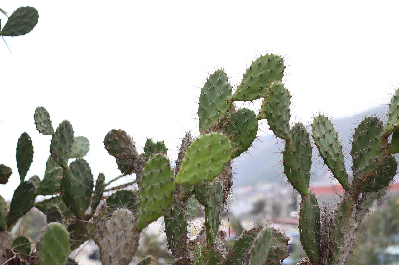 Cactus Arbre - Photo gratuite sur Pixabay - Pixabay