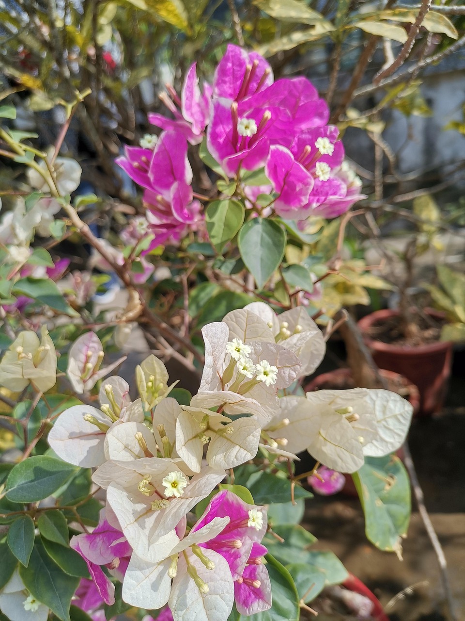 Azalea Bunga Warna-Warni - Foto gratis di Pixabay - Pixabay