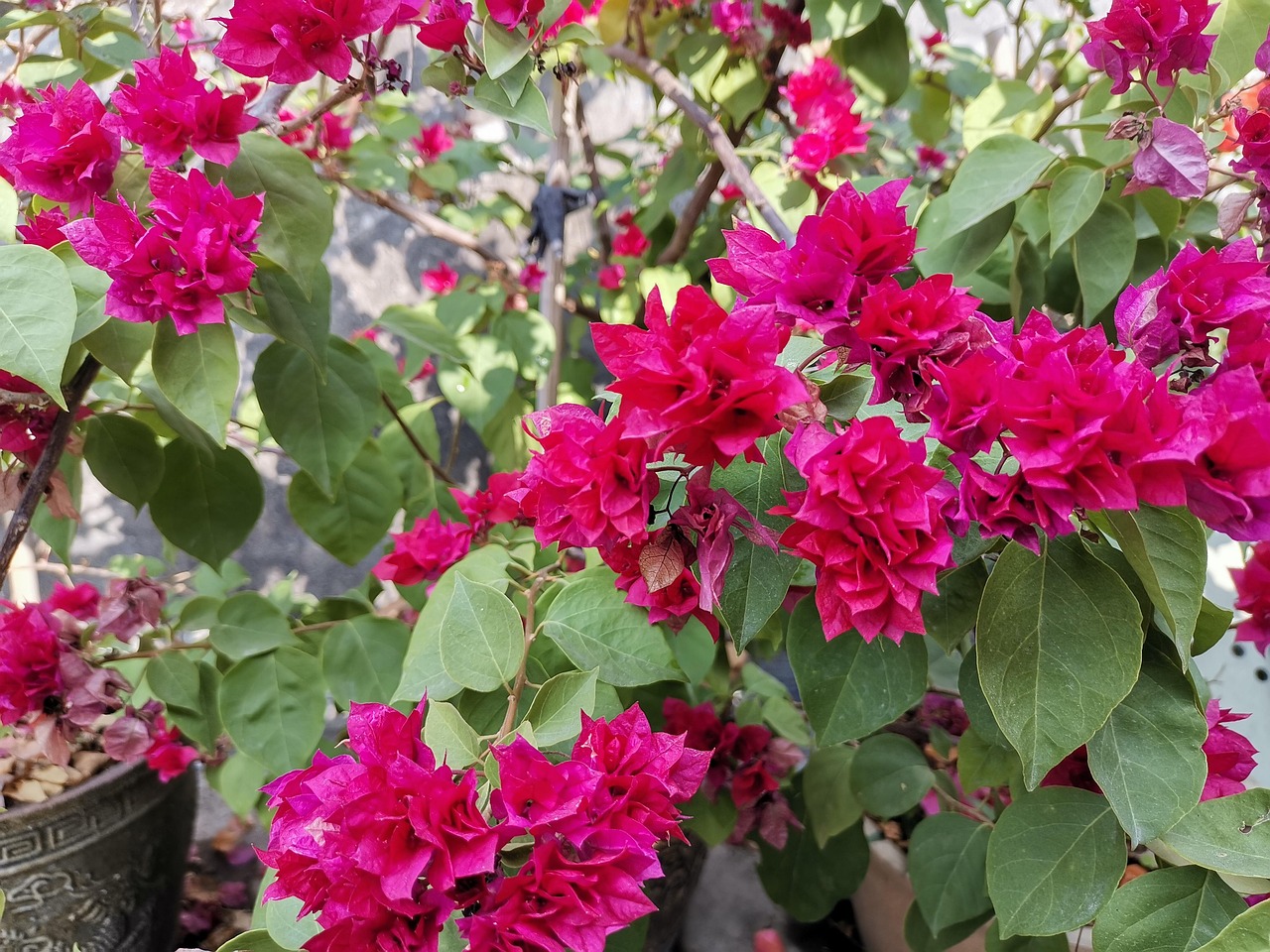 Azalea Bunga Warna-Warni - Foto gratis di Pixabay - Pixabay