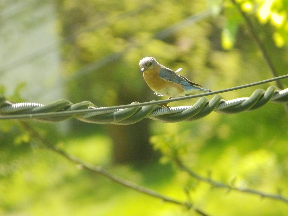 Bird Animal Wire - Free photo on Pixabay - Pixabay