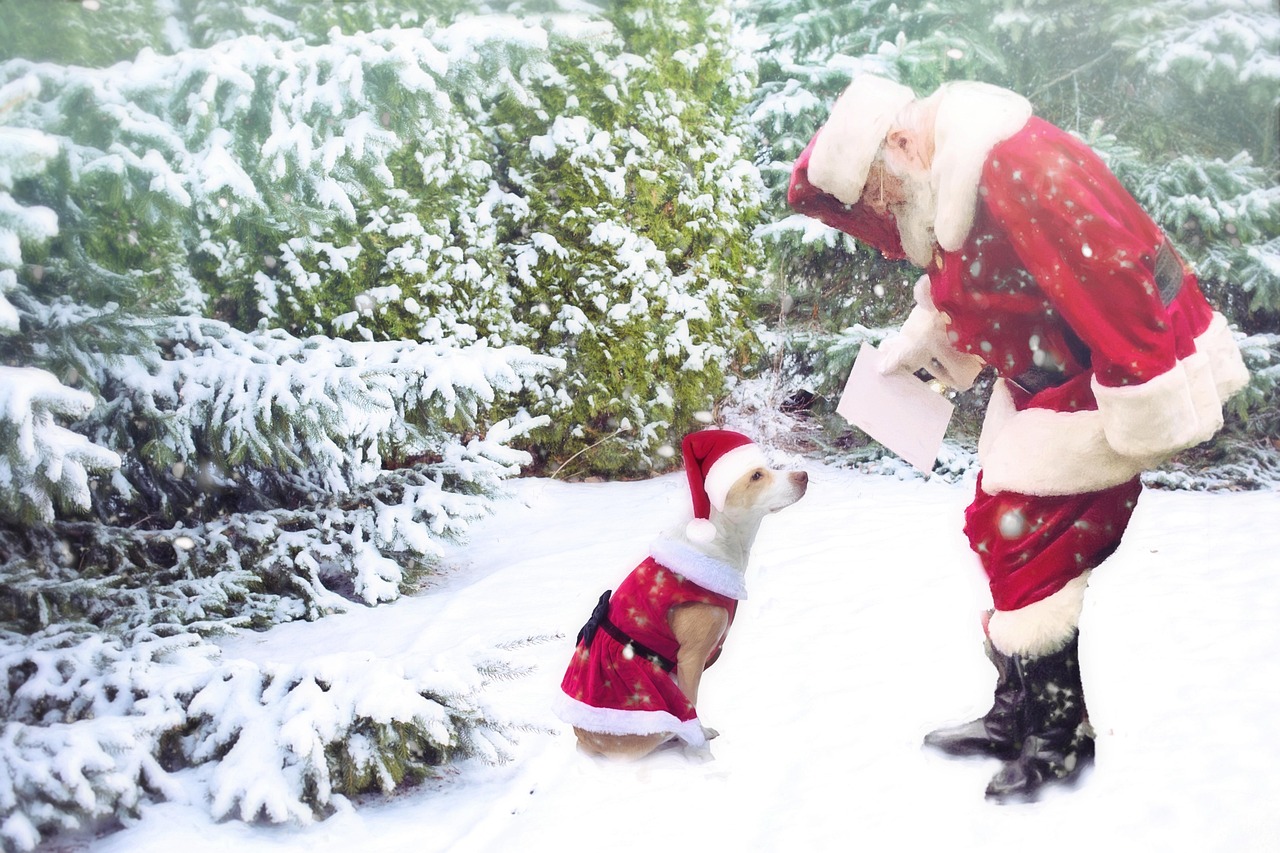 Santa Dog Weihnachtsmann Hund - Kostenloses Foto auf Pixabay - Pixabay