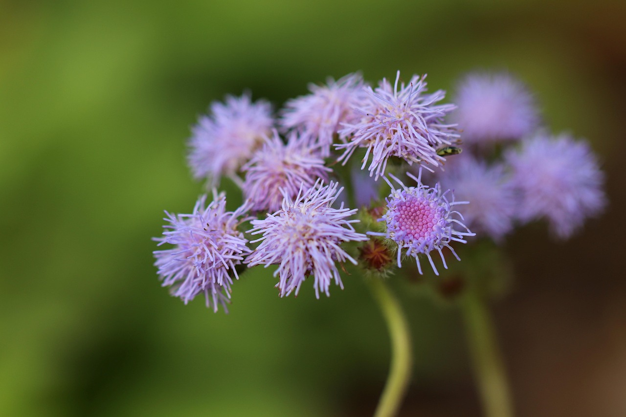 Ageratum Houstonianum - Free photo on Pixabay - Pixabay