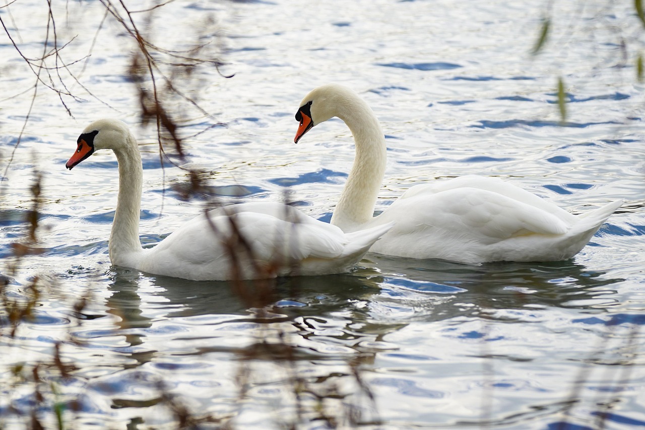 10,000+ Free Swan & Nature Photos - Pixabay