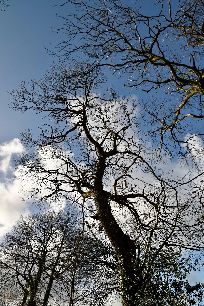 Trees Photo Of Nature - Free photo on Pixabay - Pixabay