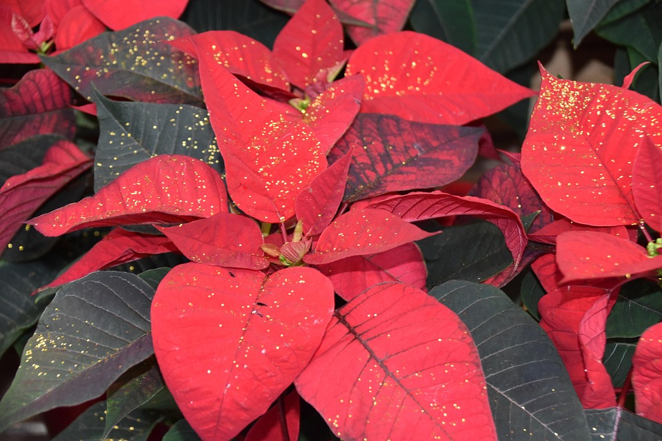 Christmas Flower Flora - Free photo on Pixabay - Pixabay