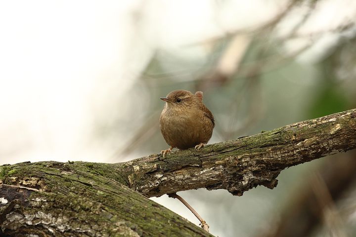 200+ Free Wren & Bird Images - Pixabay
