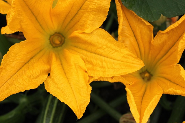 Quetschen Blüte - Kostenloses Foto auf Pixabay - Pixabay
