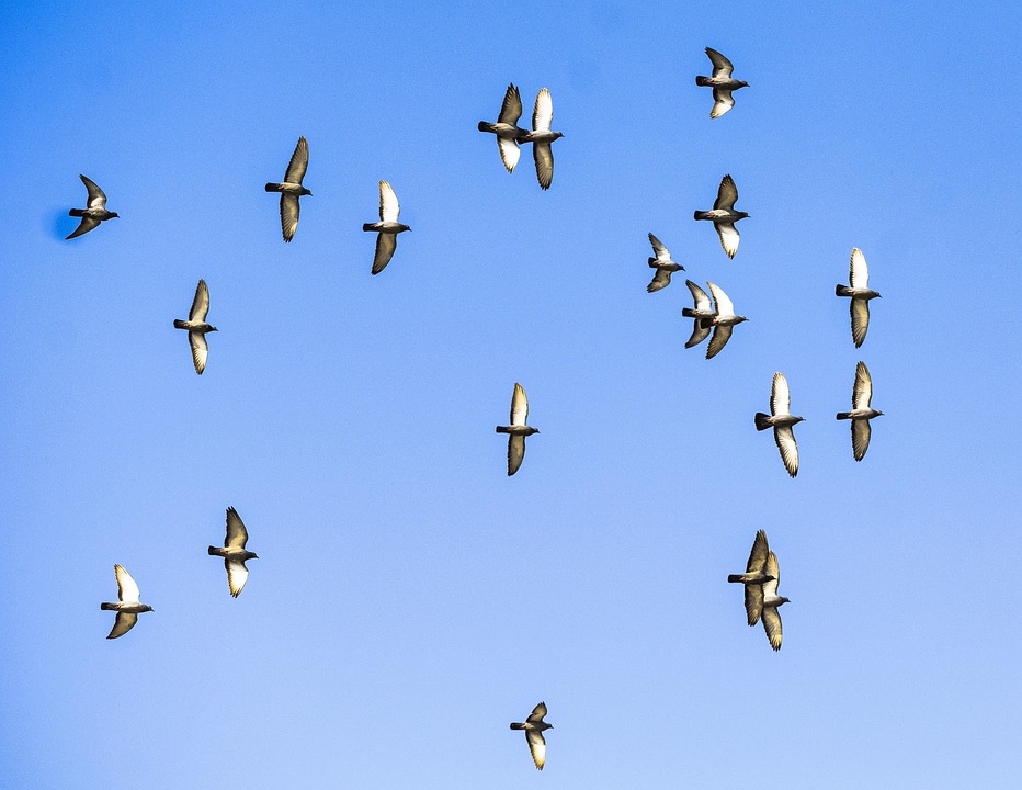 Pigeons Flock Flying - Free photo on Pixabay