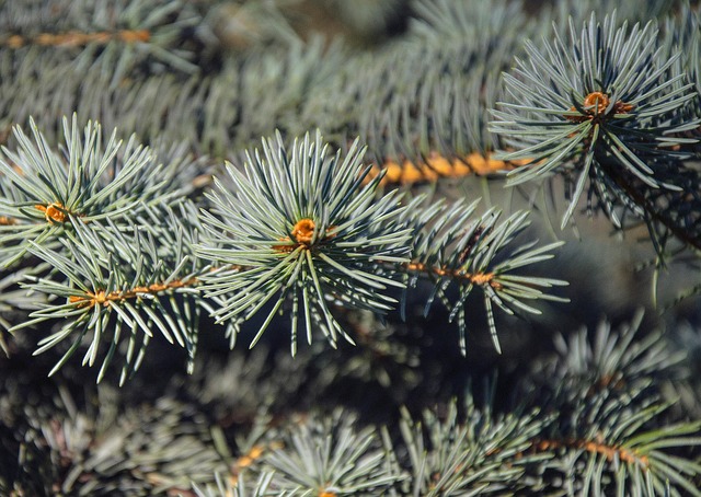 Spruce Needles Branch - Free photo on Pixabay