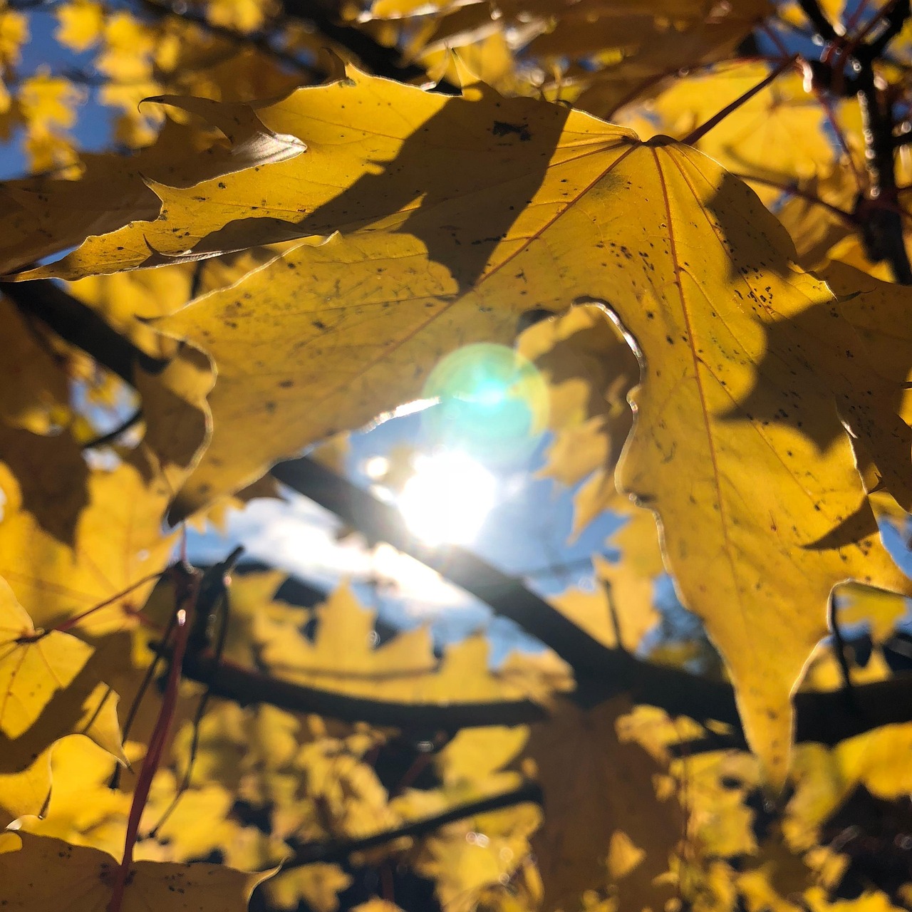 Arce Árbol Luz - Foto gratis en Pixabay - Pixabay