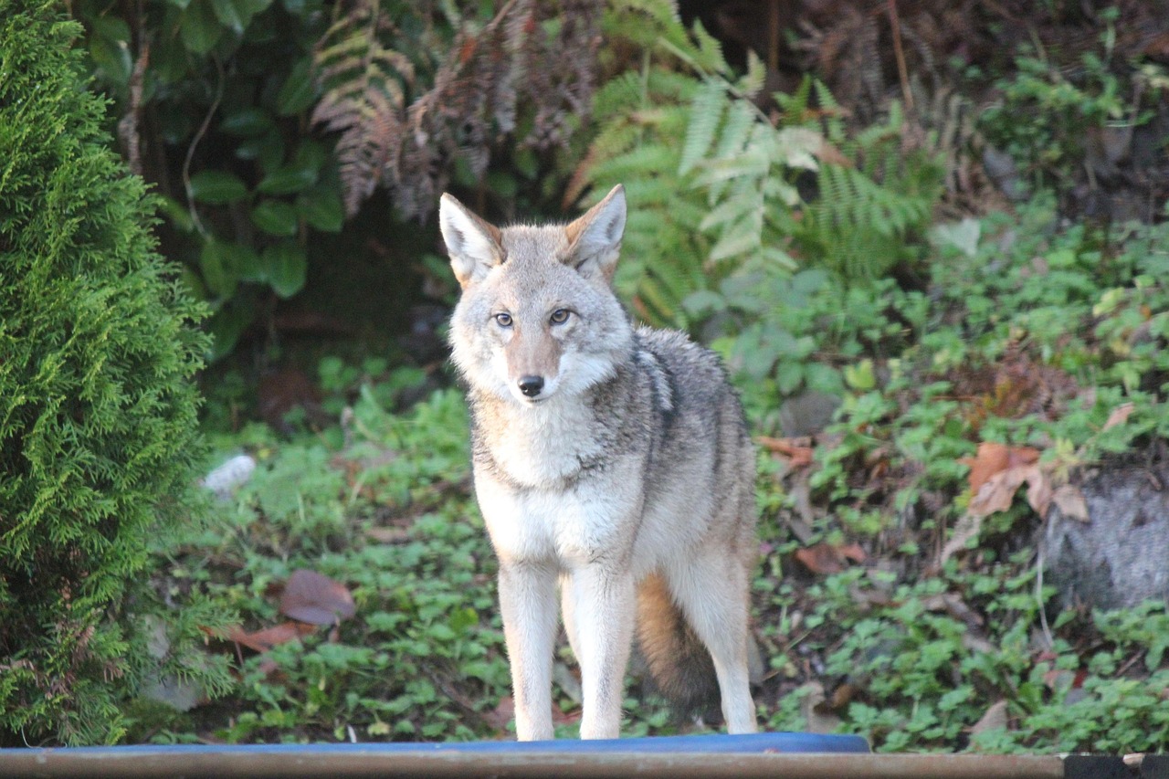 Nature Coyote Animal - Free photo on Pixabay