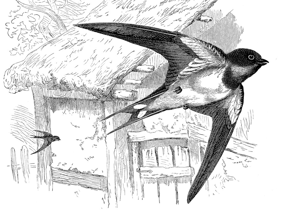 Download Swallow, Flying, Engraving. Royalty-Free Stock Illustration ...