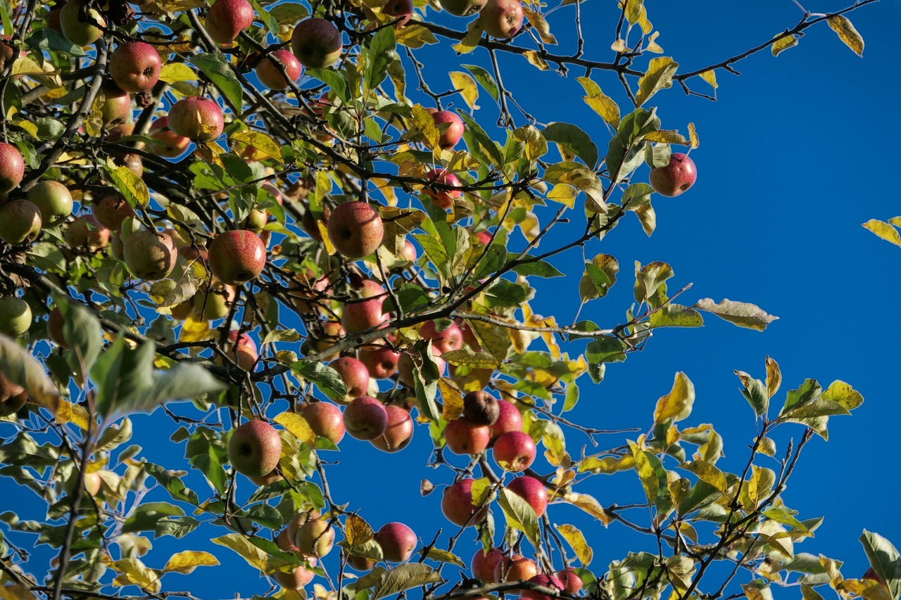 Apple Tree Fruit - Free photo on Pixabay - Pixabay