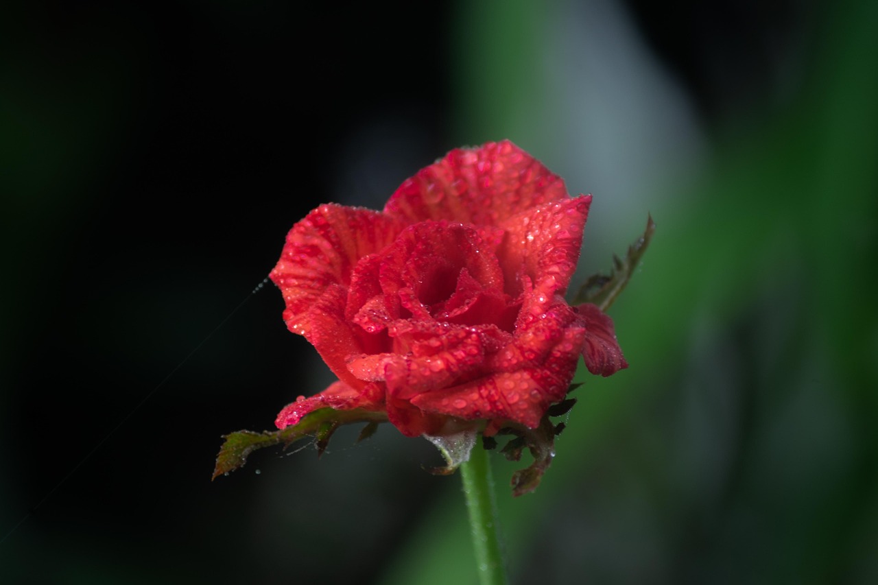 Rose Flower Dew - Free photo on Pixabay