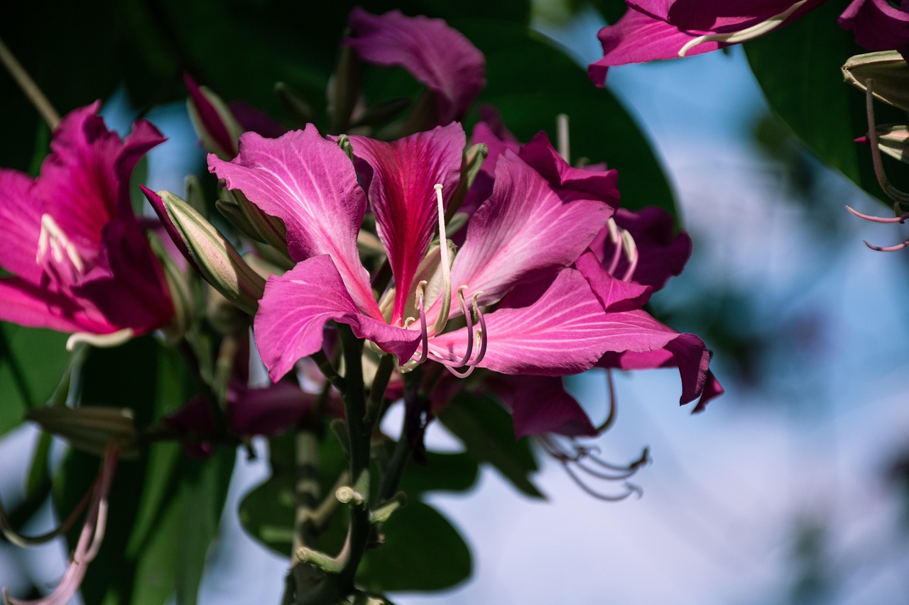 Bunga Bauhinia - Foto gratis di Pixabay - Pixabay