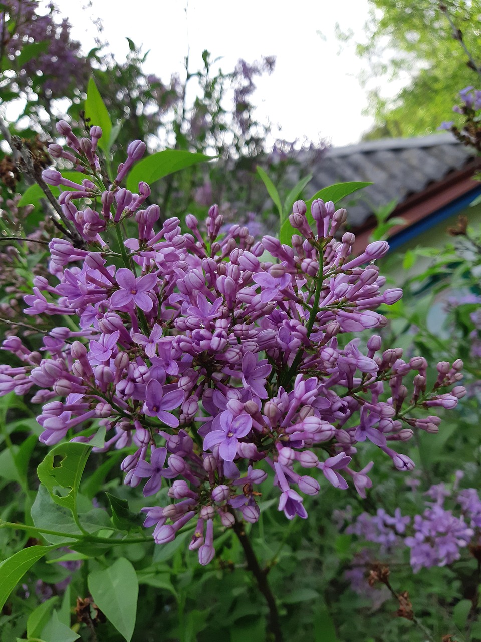 Lilas Fleurs Purple - Photo gratuite sur Pixabay - Pixabay