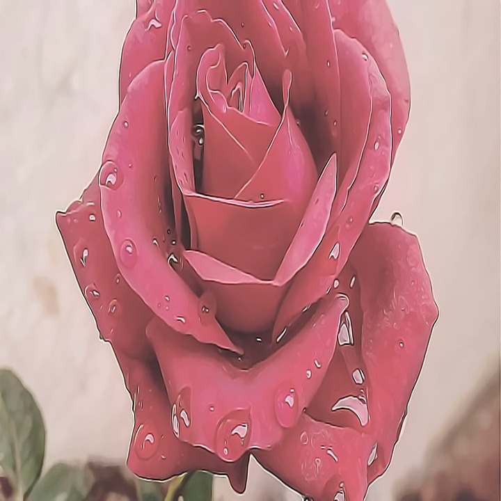 Rose Violent Symbole - Photo gratuite sur Pixabay - Pixabay