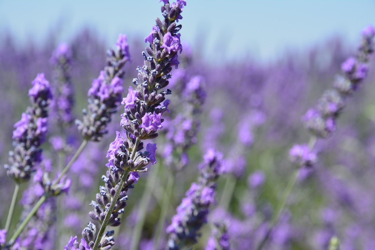 Lavendel Blumen Feld Lilane - Kostenloses Foto auf Pixabay - Pixabay
