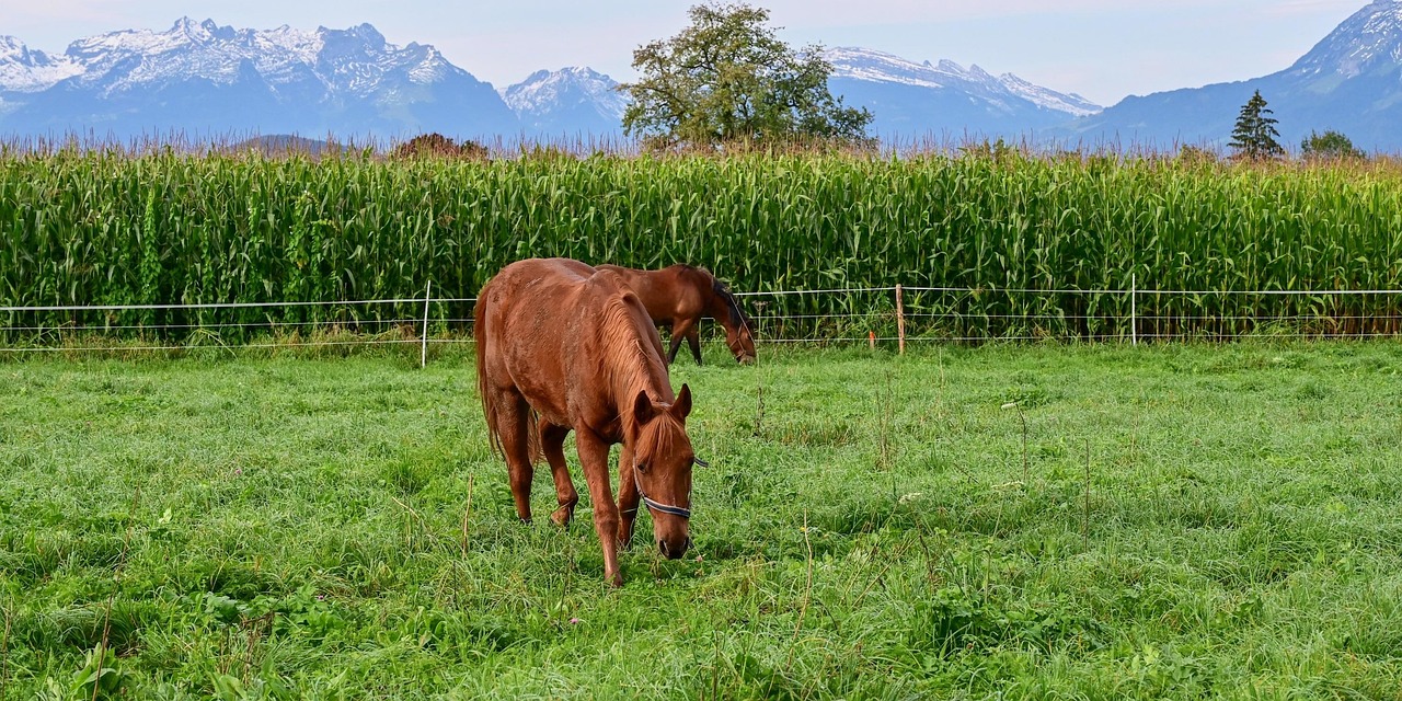 Cavalo Na Floresta Nevada