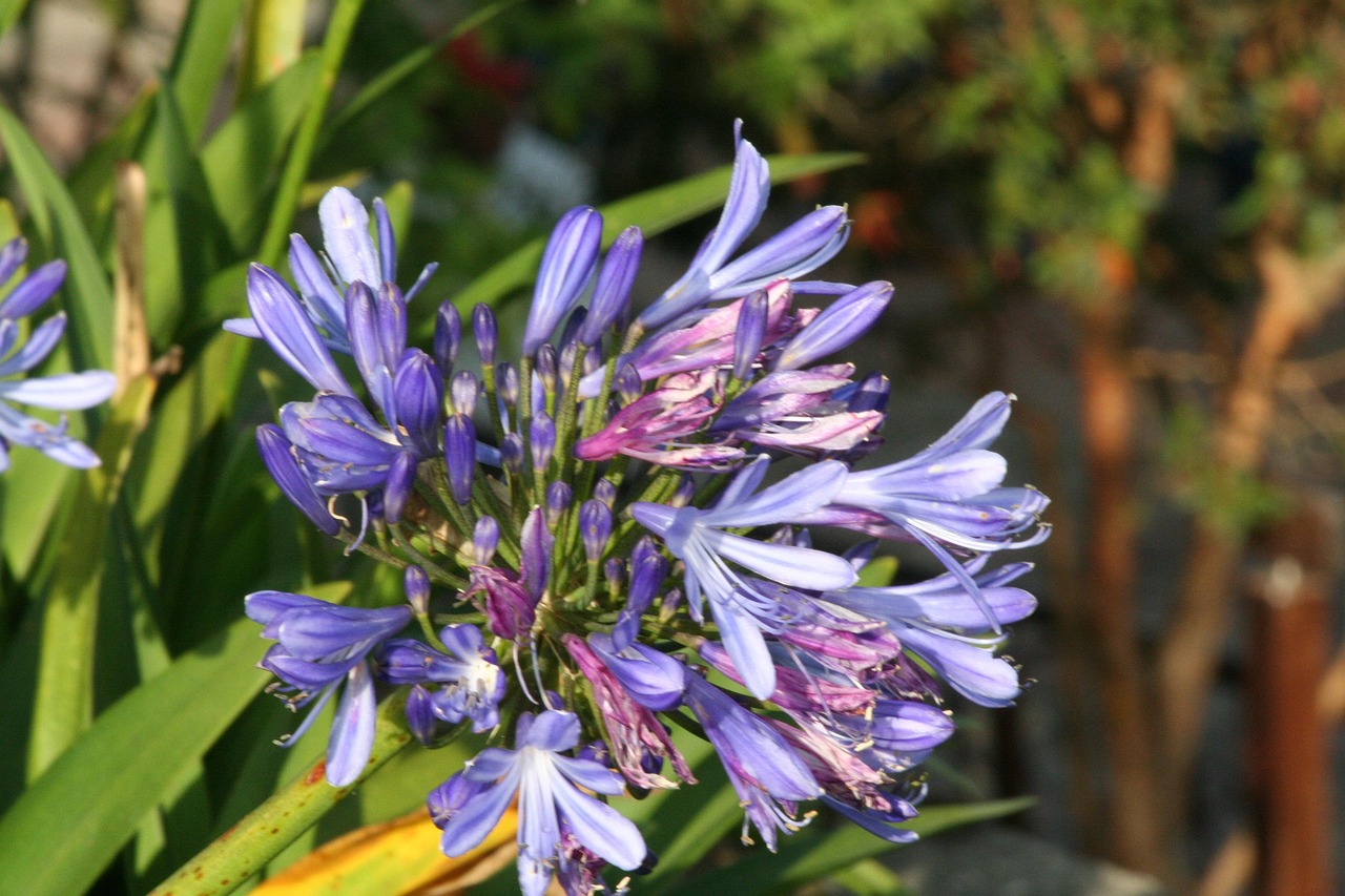 Fleur Purple Flore - Photo gratuite sur Pixabay