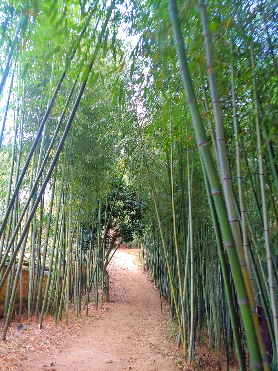 Wallpaper Bamboo Forest Road Bamboo Forest Korea Japan Wallpapers