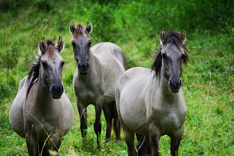 Caballos Animales Prado - Foto gratis en Pixabay - Pixabay