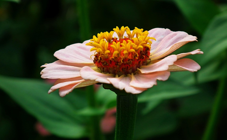 Zinnia Flor Planta - Foto gratis en Pixabay - Pixabay
