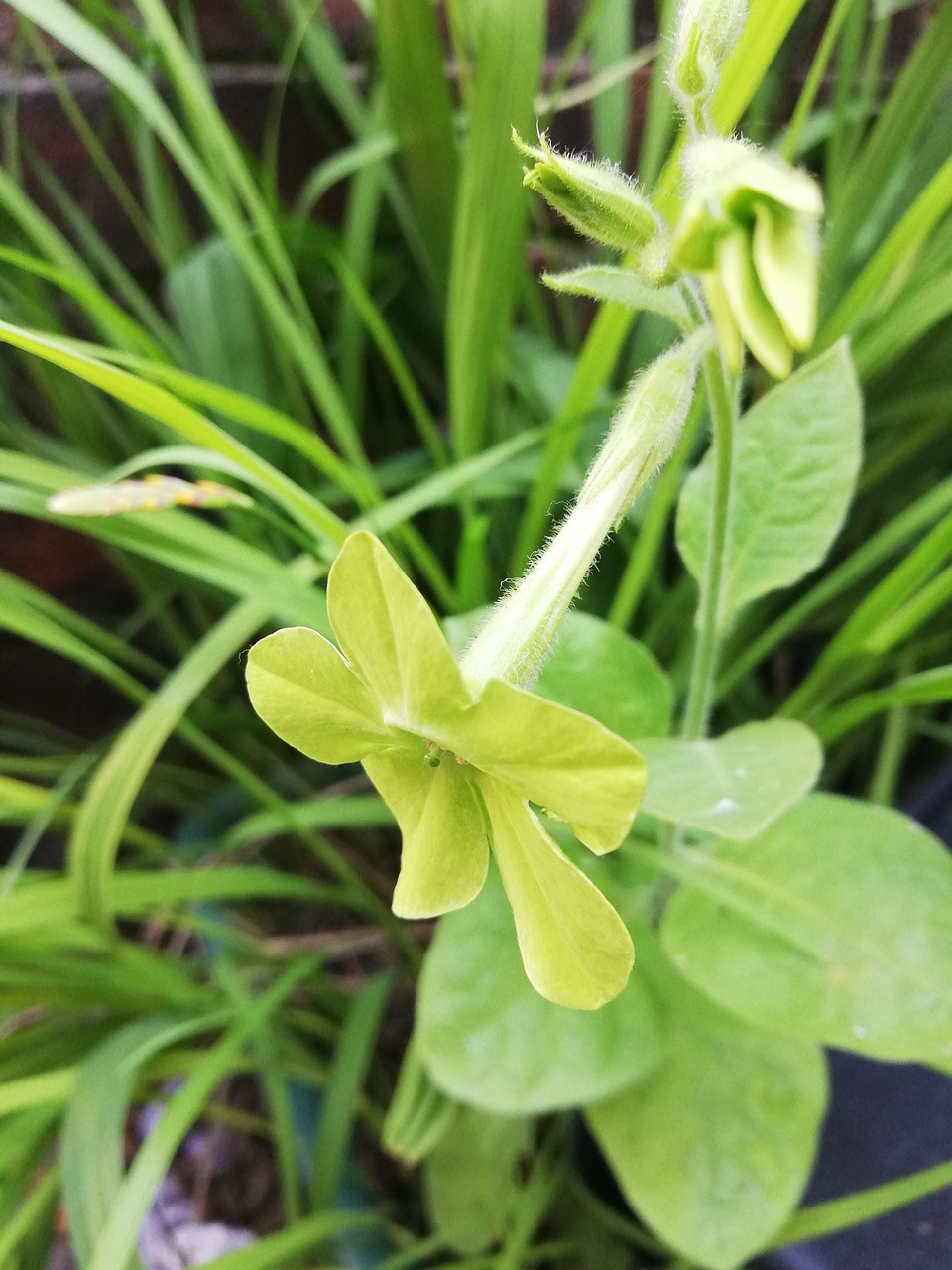 Grüne Blume Pflanze Natur - Kostenloses Foto auf Pixabay - Pixabay