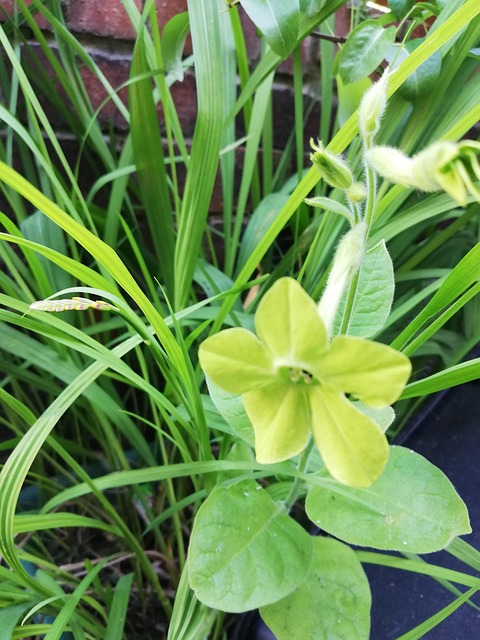 Fleur Verte Vert Nature Le - Photo gratuite sur Pixabay - Pixabay