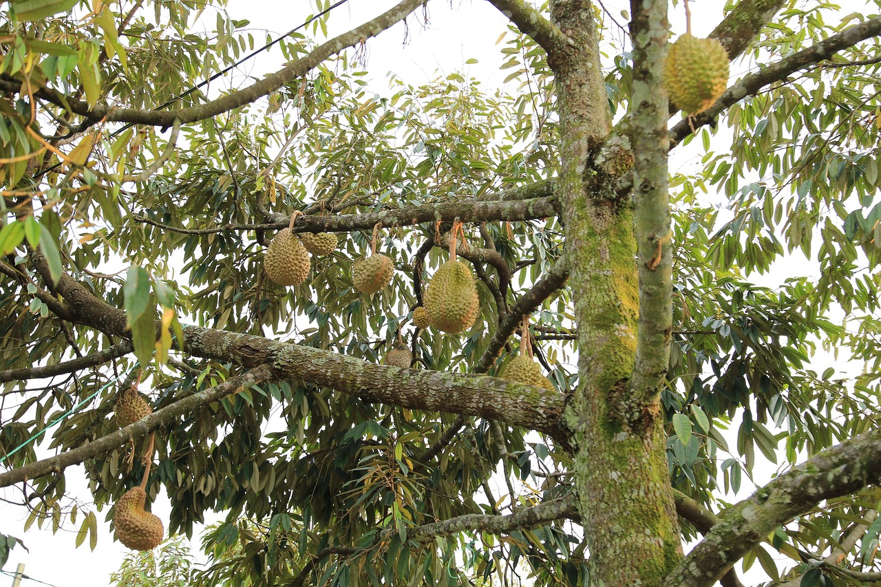 Durian Musang King Pohon - Foto gratis di Pixabay - Pixabay