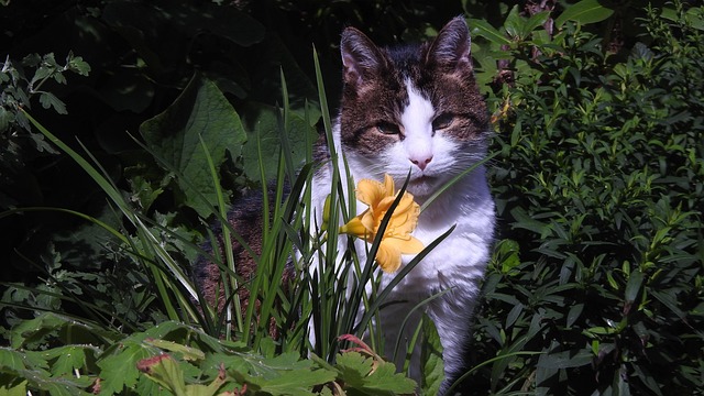 Chat Jardin Fleurs Animal De - Photo gratuite sur Pixabay - Pixabay