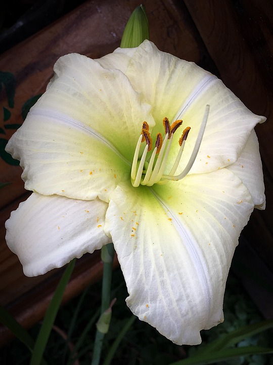 Lilium Bunga Putih Putik Benang - Foto gratis di Pixabay - Pixabay