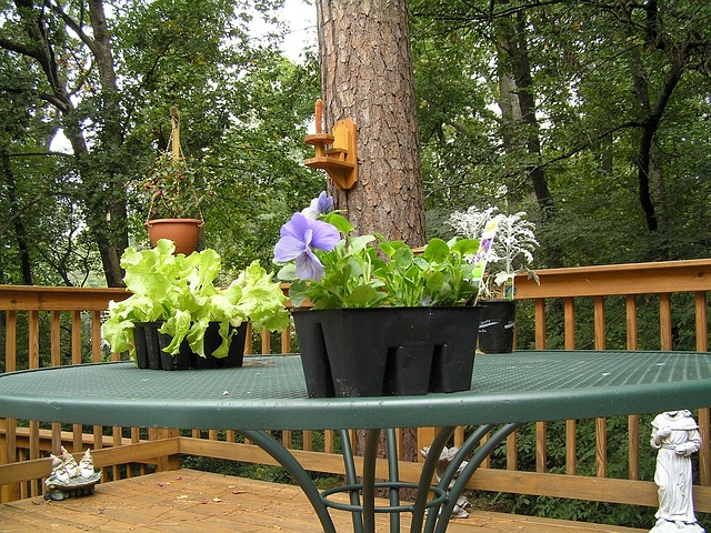 Back Porch Plants - Free photo on Pixabay - Pixabay