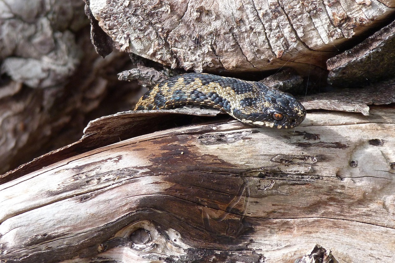 Snake Adder Deadwood - Free photo on Pixabay
