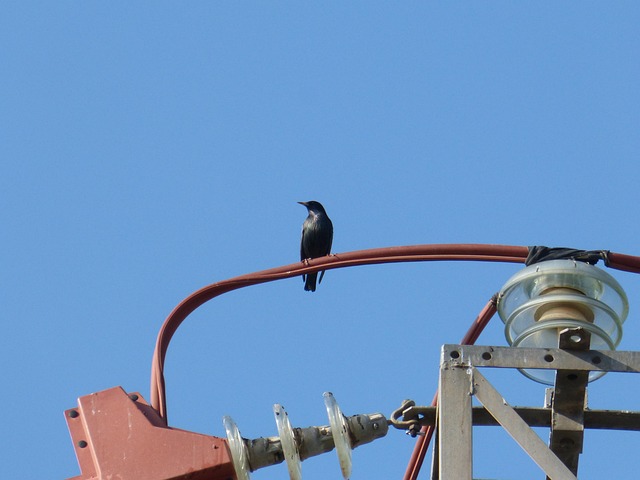 Bird Powerline High Voltage - Free photo on Pixabay - Pixabay